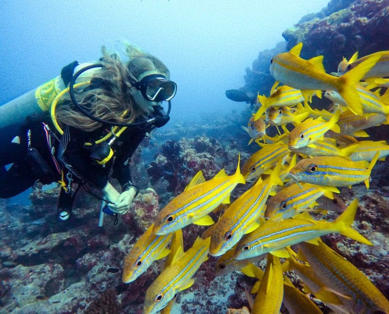 Scuba Diving And Snorkeling In Maldives - Island Times Magazine