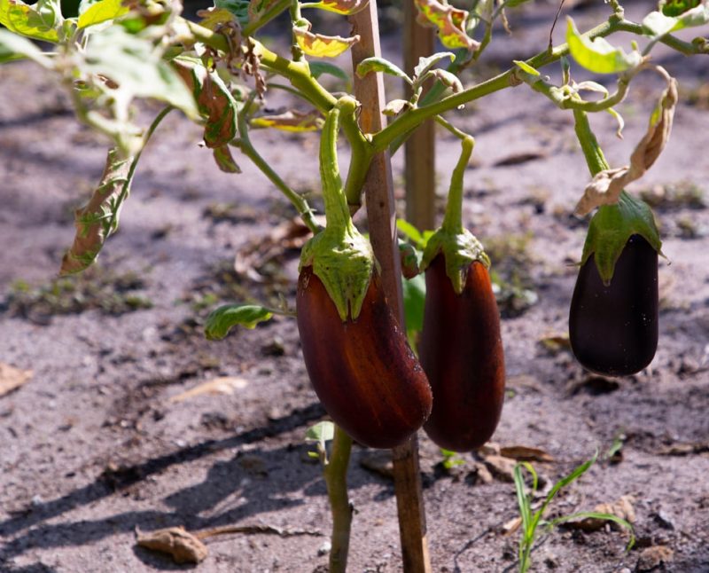 Innahura Maldives Resort Expands Organic Vegetable & Herb Garden ...